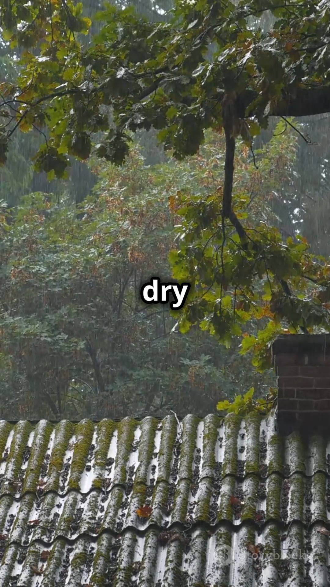 RED WING SAFETY GOGGLES CLEAR – Oasis International